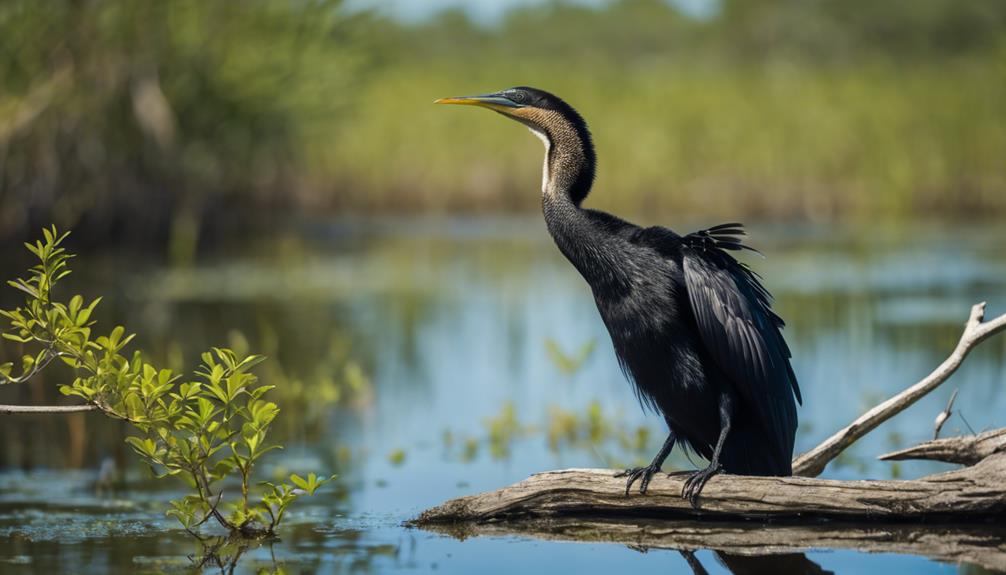 Top 15 Types Of Birds In Florida Panhandle (With Pictures) - Fly Aviary