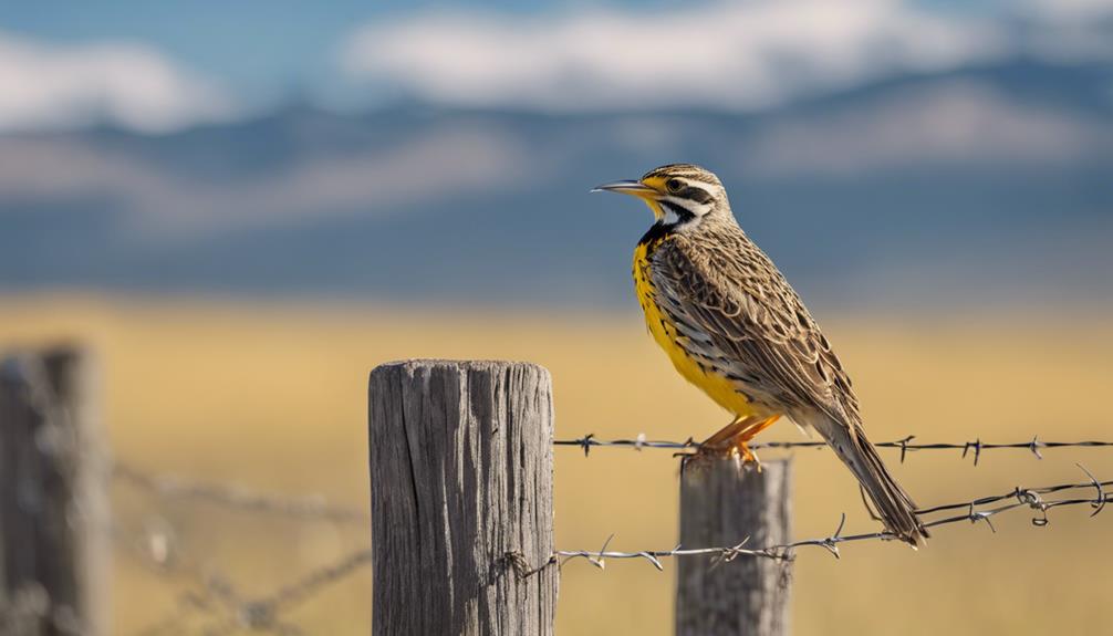 Top 15 Types Of Birds In Montana (With Pictures) - Fly Aviary