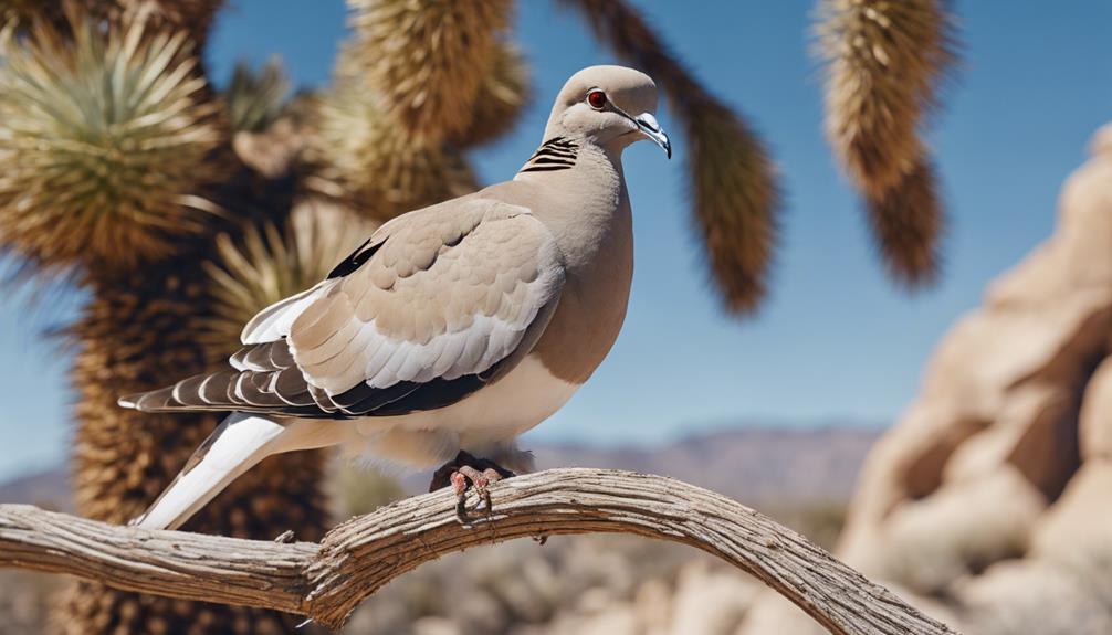 Top 15 Types Of Birds In Joshua Tree National Park (With Pictures ...