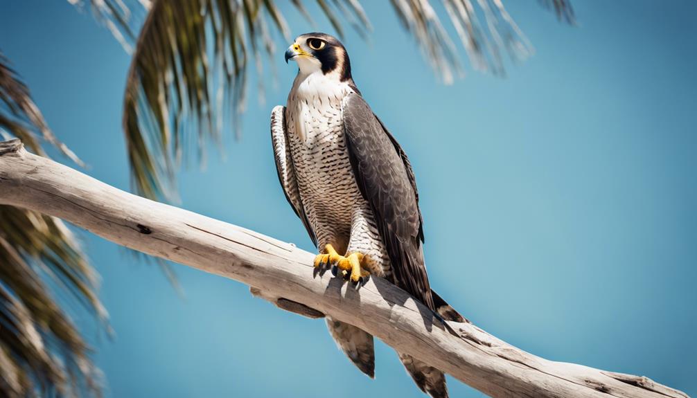 Top 15 Types Of Birds In Key West (With Pictures) - Fly Aviary
