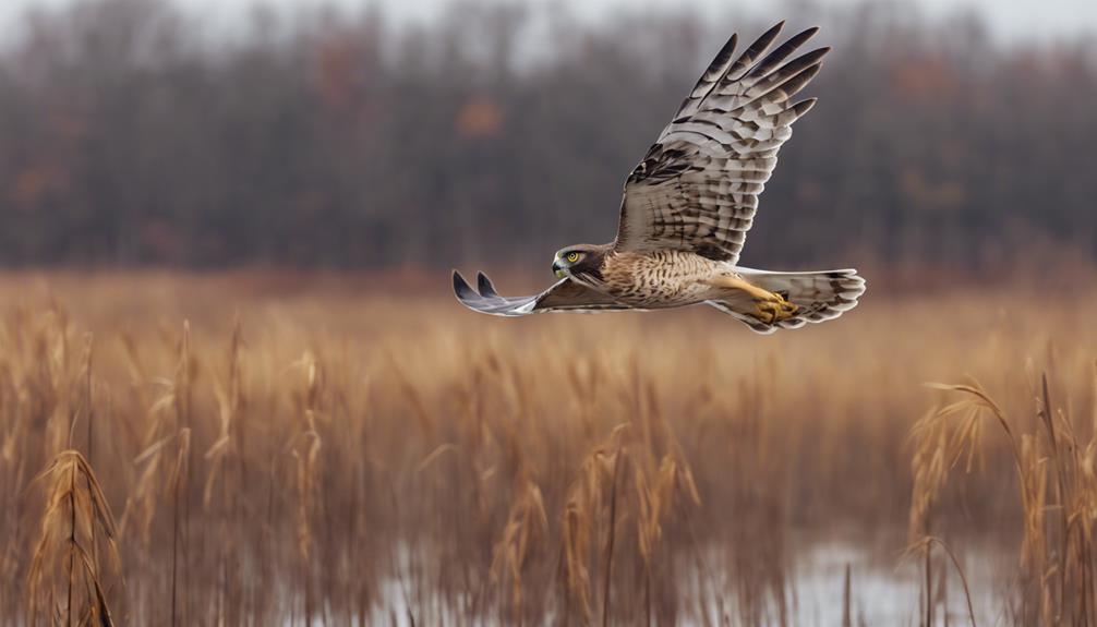 Top 15 Types Of Birds In Ohio (With Pictures) - Fly Aviary