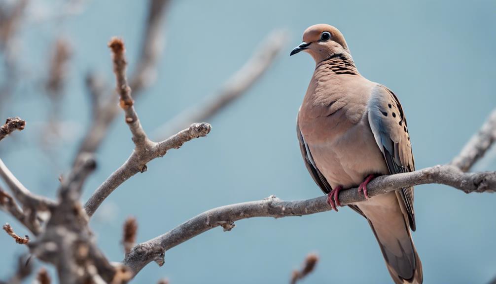 Top 15 Types Of Birds In Mississippi (With Pictures) - Fly Aviary