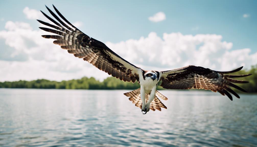Top 15 Types Of Large Birds In Texas (With Pictures) - Fly Aviary