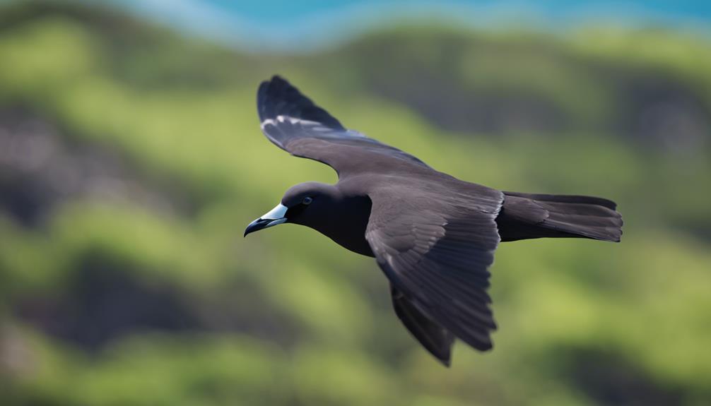 Top 15 Types Of Birds In Hawaii (With Pictures) - Fly Aviary