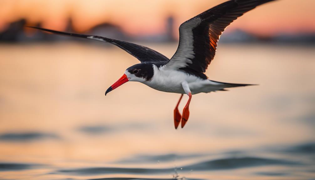 Top 15 Types Of Birds In Venice Florida (With Pictures) - Fly Aviary