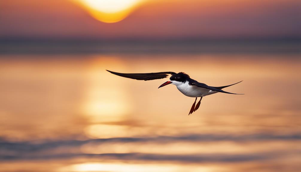 Top 15 Types Of Beach Birds (With Pictures) - Fly Aviary