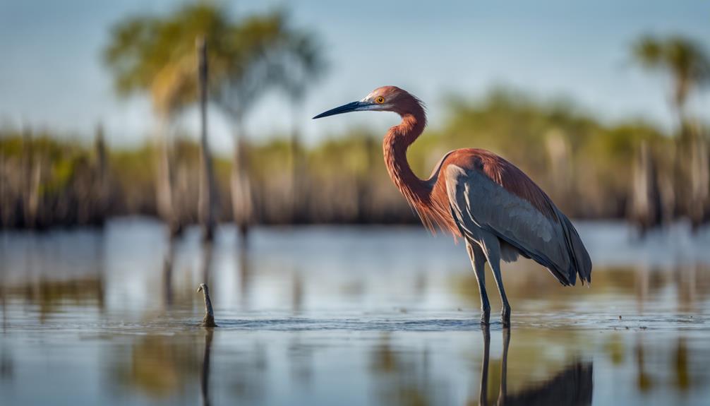 Top 15 Types Of Birds In Florida (With Pictures) - Fly Aviary