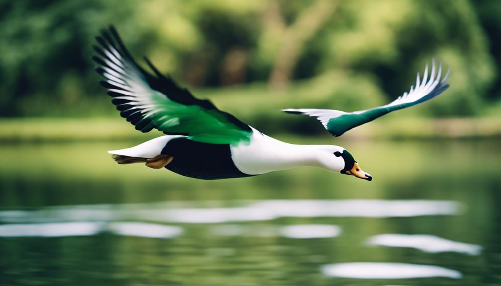 Top 15 Types Of Migrating Birds (With Pictures) - Fly Aviary