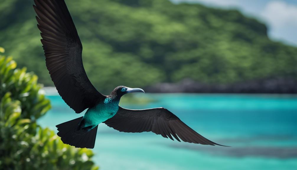 Top 15 Types Of Frigate Birds (With Pictures) - Fly Aviary
