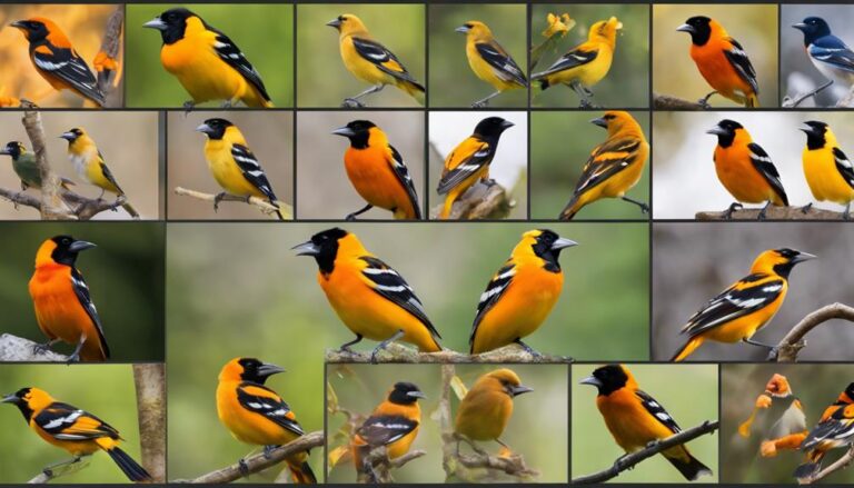 Top 15 Types Of Oriole Birds (With Pictures) - Fly Aviary