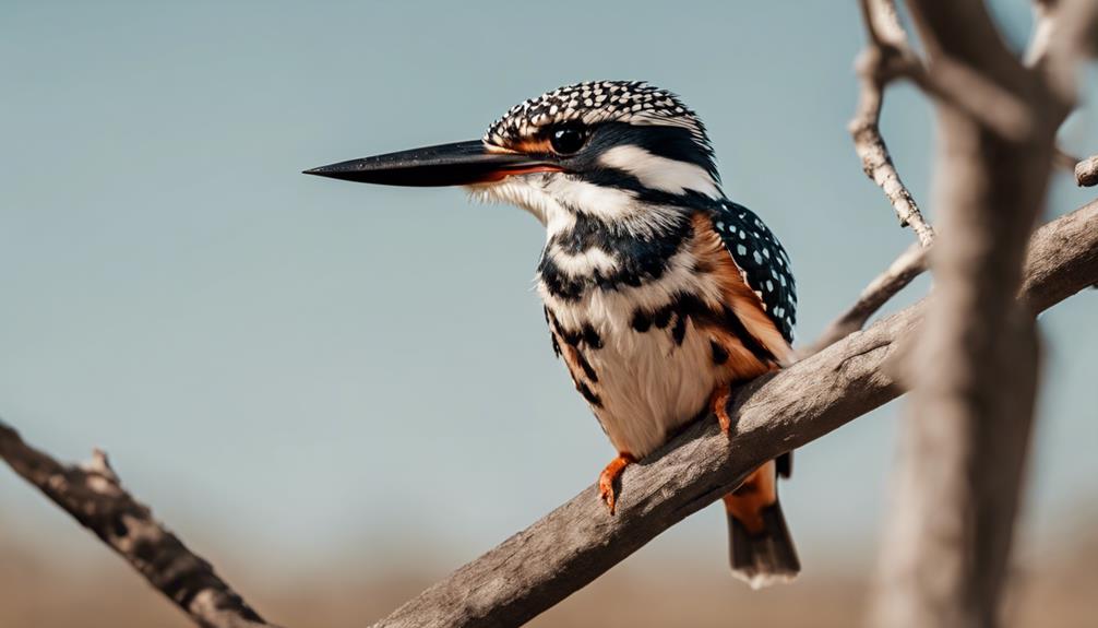 Top 15 Types Of Kingfisher Birds (With Pictures) - Fly Aviary