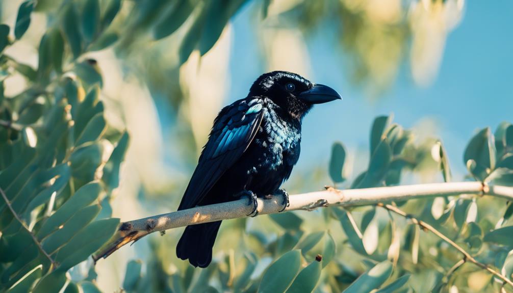 Top 15 Types Of Black Birds In Australia (With Pictures) - Fly Aviary