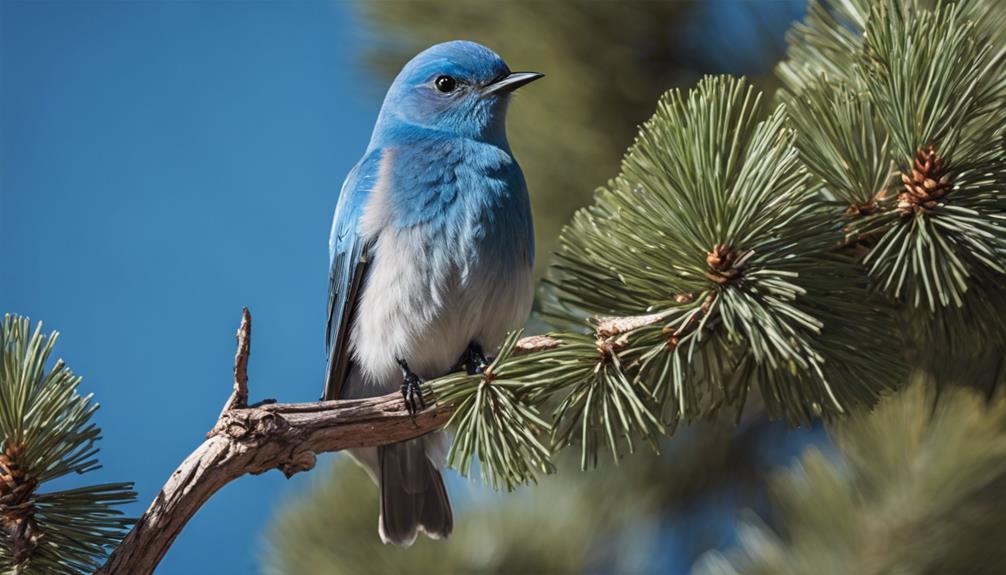 Top 15 Types Of Blue Birds In California (With Pictures) - Fly Aviary