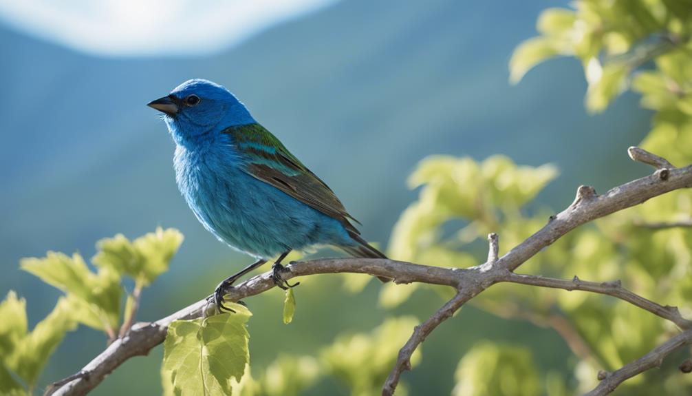 Top 15 Types Of Blue Birds In Colorado (With Pictures) - Fly Aviary