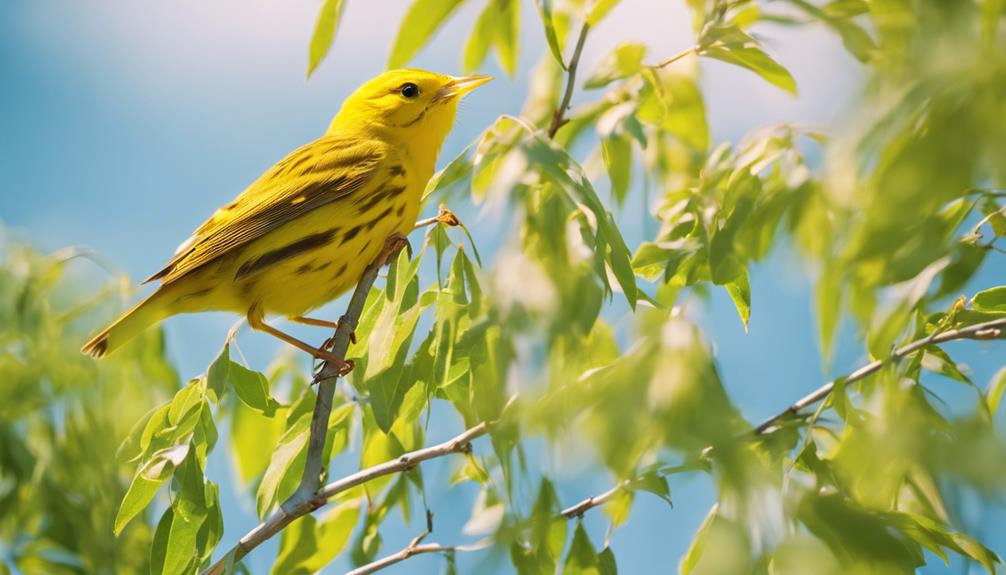Top 15 Types Of Yellow Birds In Ontario (With Pictures) - Fly Aviary