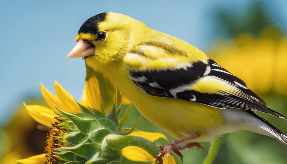 Top 15 Types Of Birds In Vermont (With Pictures) - Fly Aviary