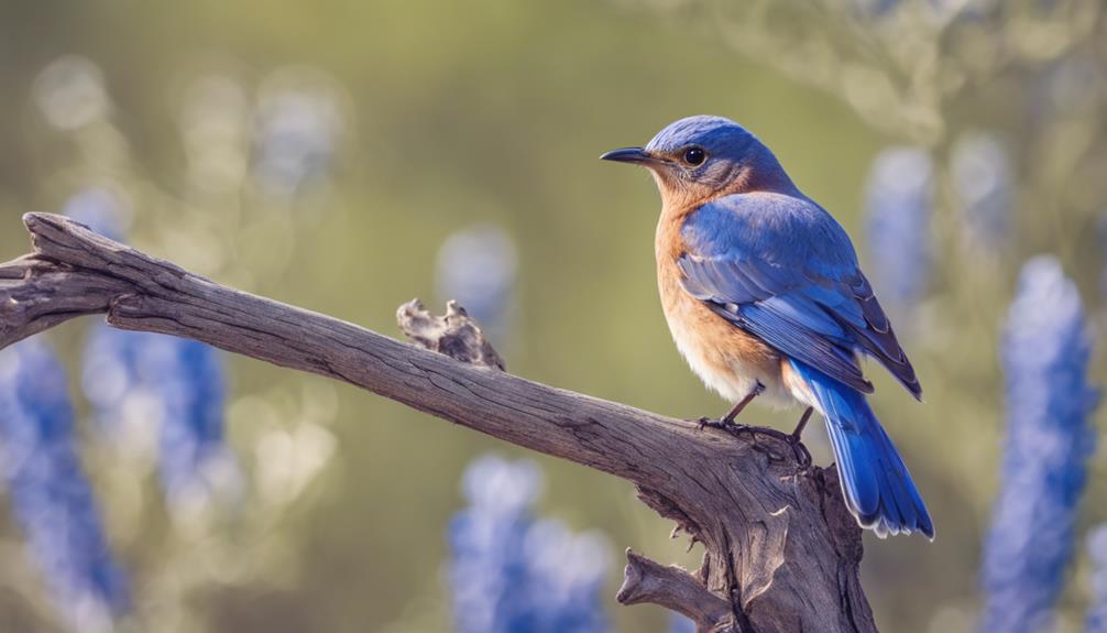 Top 15 Types Of Blue Birds In Texas (With Pictures) - Fly Aviary