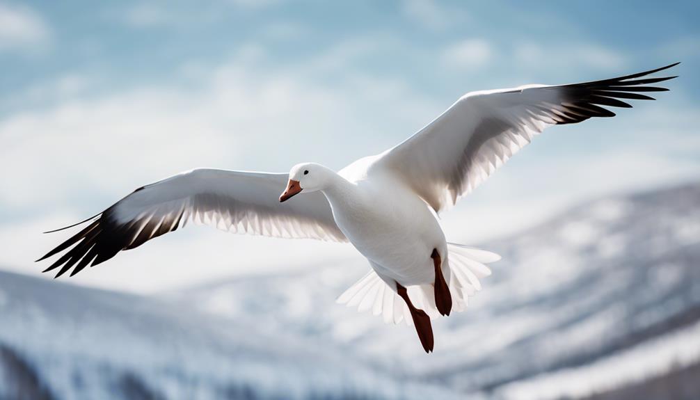 Top 15 Types Of White Birds (With Pictures) - Fly Aviary
