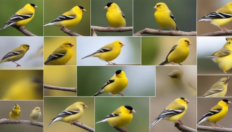 Top 15 Types Of Yellow Birds (With Pictures) - Fly Aviary